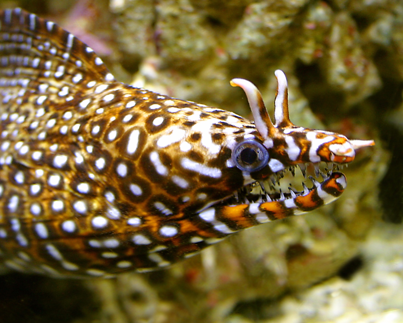 Leopard eel 2
